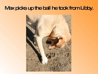 The Story of Max and libby | PPT