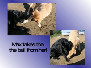 The Story of Max and libby | PPT