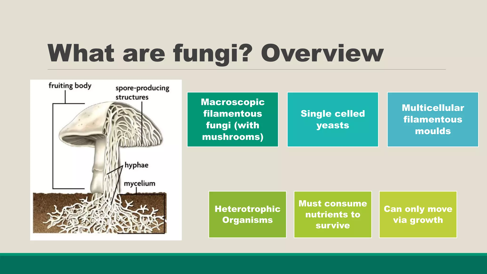 Max Arkley-Smith Fungi Presentation 1704.pptx
