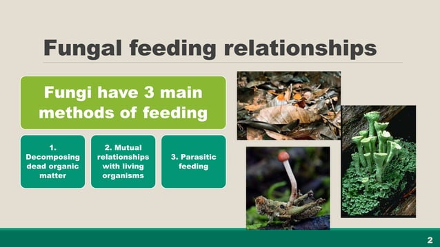 Max Arkley-Smith Fungi Presentation 1704.pptx