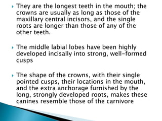max canine.pptx