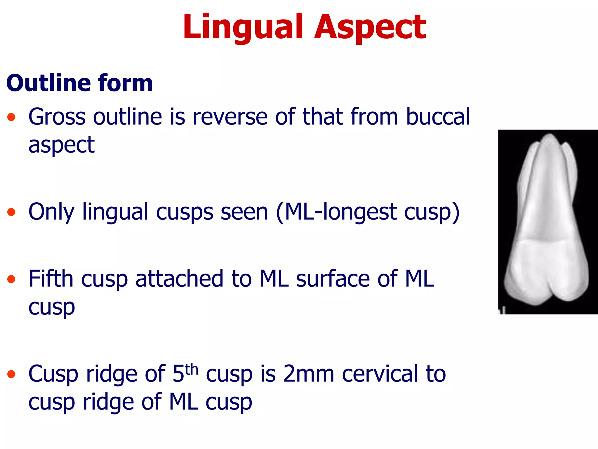 Max First Molar.ppt | Dental Health | Diseases and Conditions
