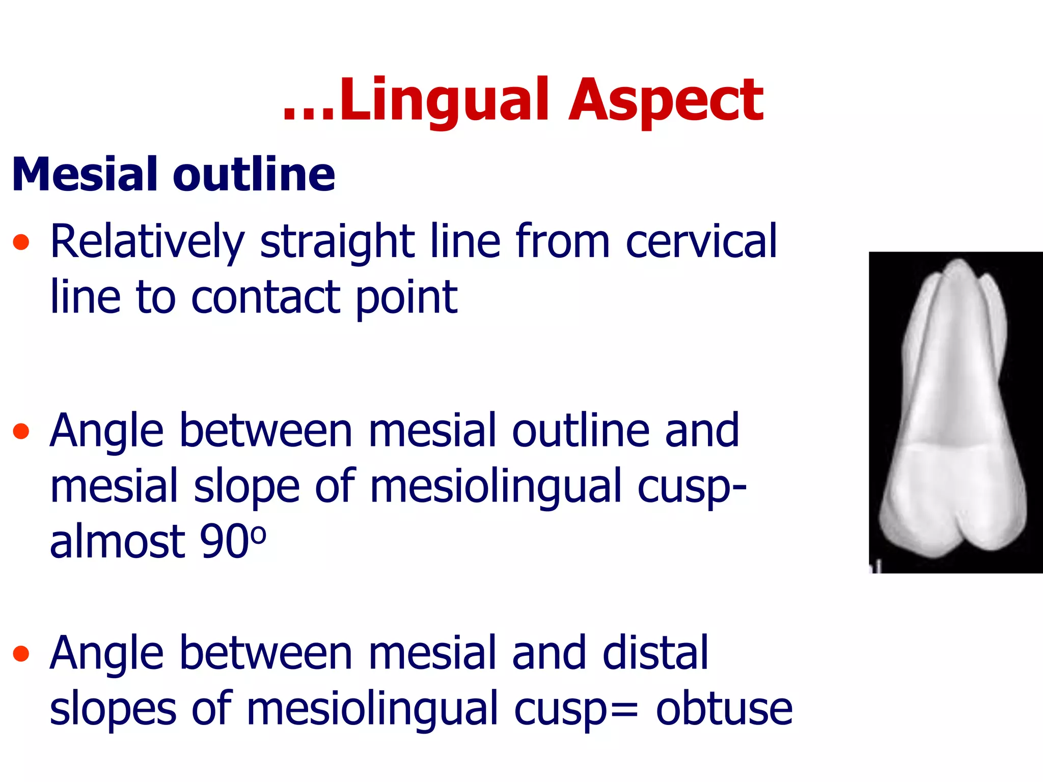 Max First Molar.ppt | Dental Health | Diseases and Conditions
