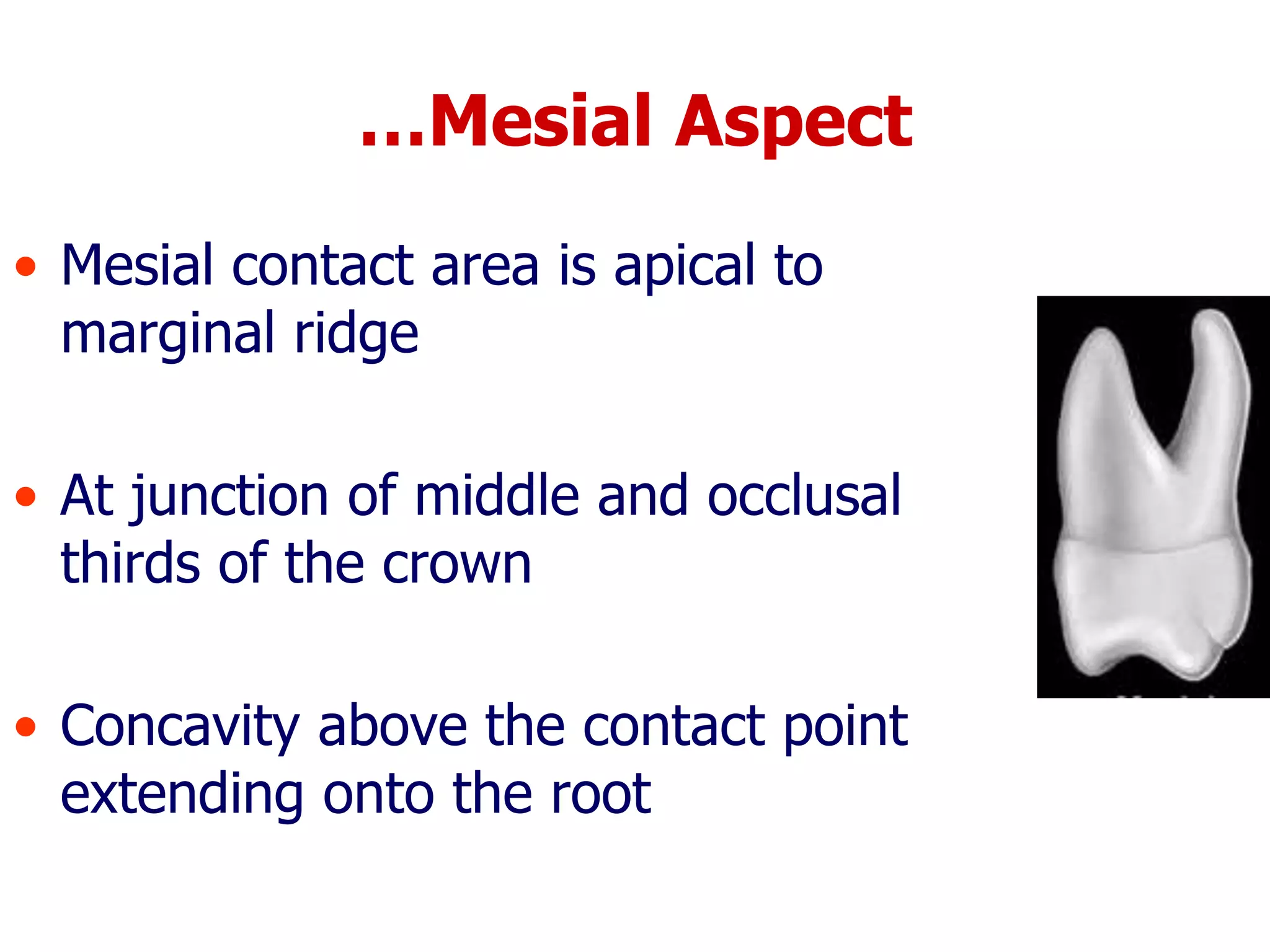 Max First Molar.ppt | Dental Health | Diseases and Conditions