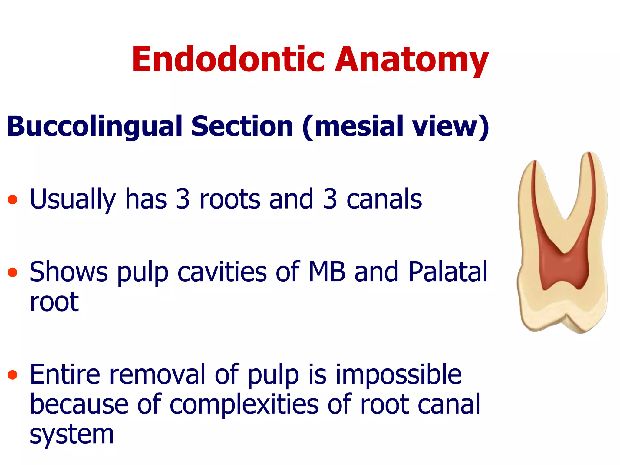 Max First Molar.ppt | Dental Health | Diseases and Conditions
