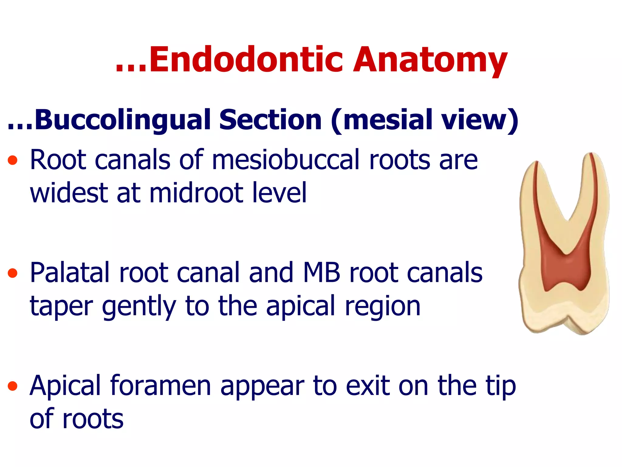 Max First Molar.ppt | Dental Health | Diseases and Conditions