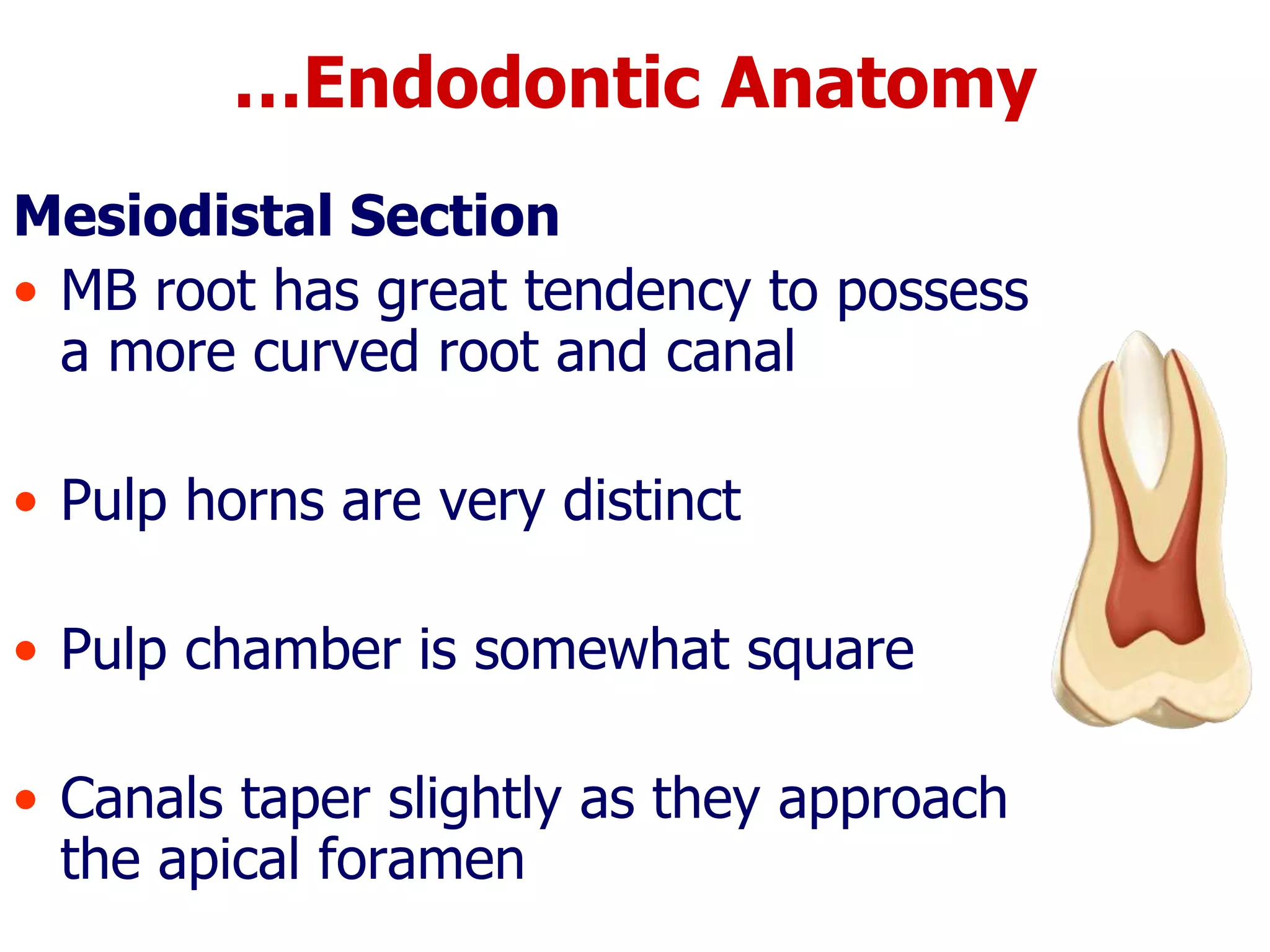 Max First Molar.ppt | Dental Health | Diseases and Conditions