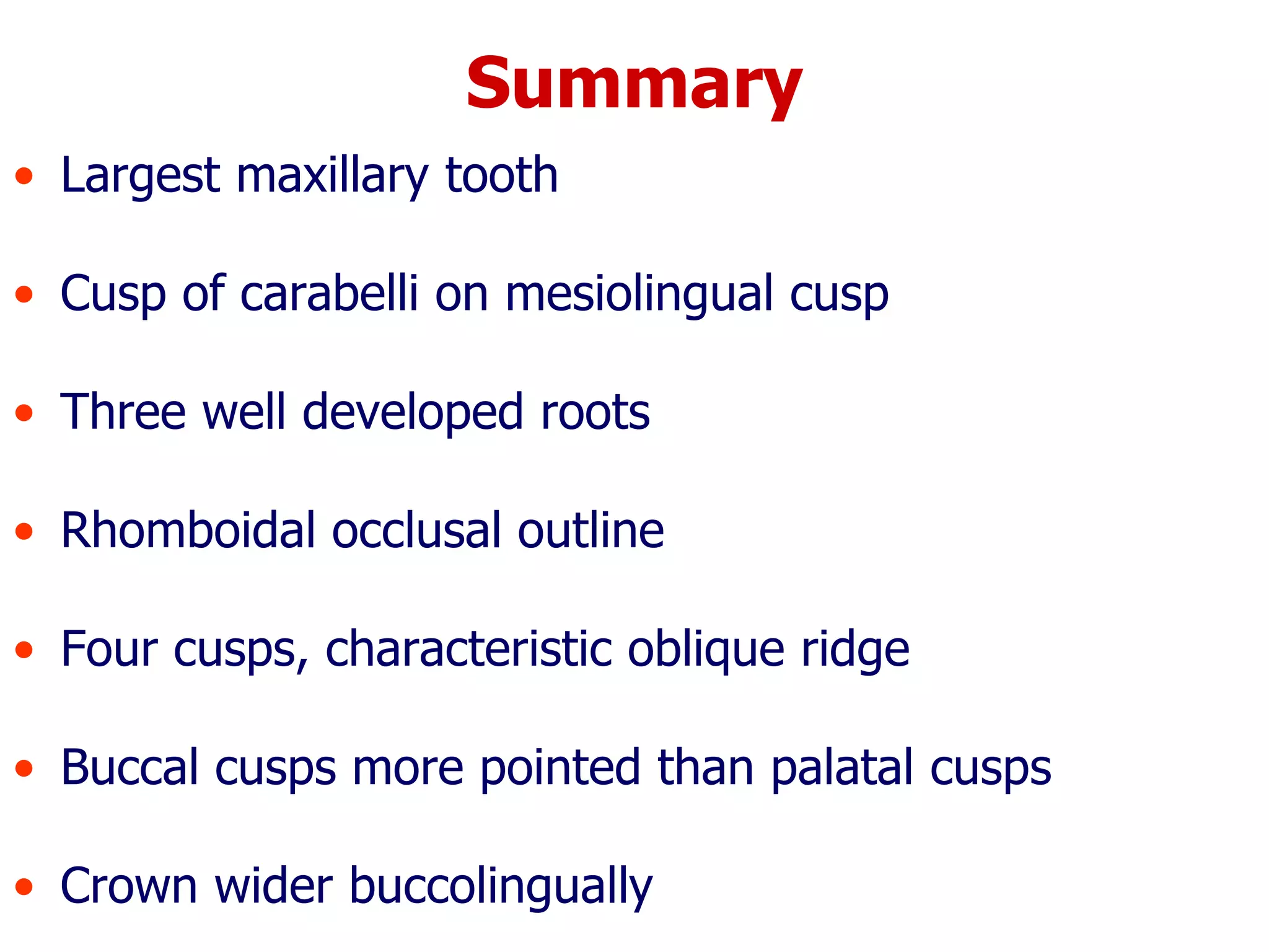 Max First Molar.ppt