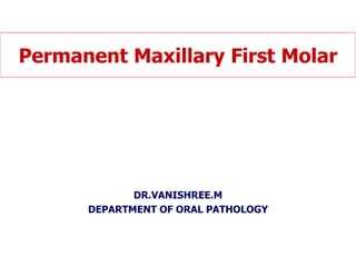 Max First Molar.ppt