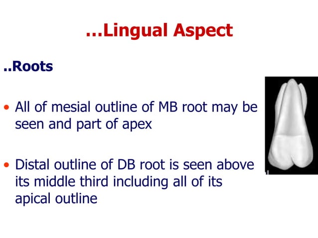 Max First Molar.ppt | Dental Health | Diseases and Conditions