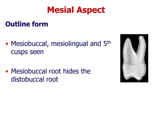 Max First Molar.ppt | Dental Health | Diseases and Conditions