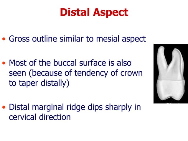Max First Molar.ppt | Dental Health | Diseases and Conditions