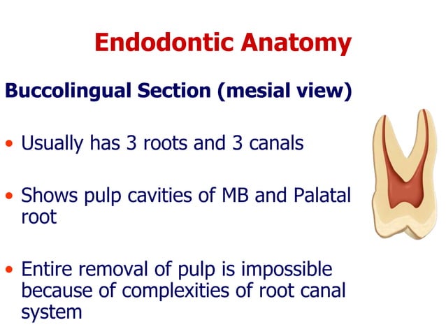 Max First Molar.ppt | Dental Health | Diseases and Conditions