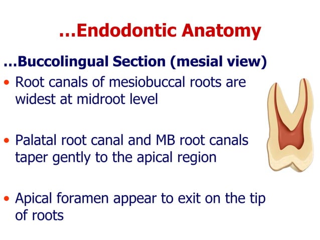 Max First Molar.ppt | Dental Health | Diseases and Conditions