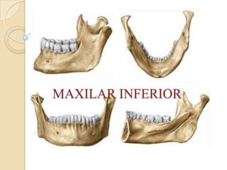 Maxilar inferior | PPT