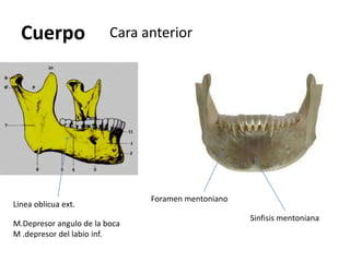 Maxilar inferior | PPTX