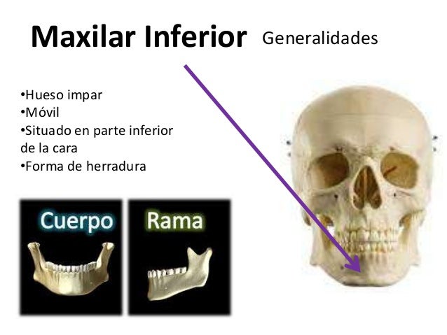Maxilar en imágenes - Imagui