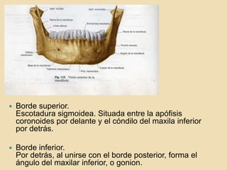 Maxilar inferior | PPTX