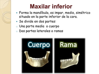 Maxilar inferior | PPT