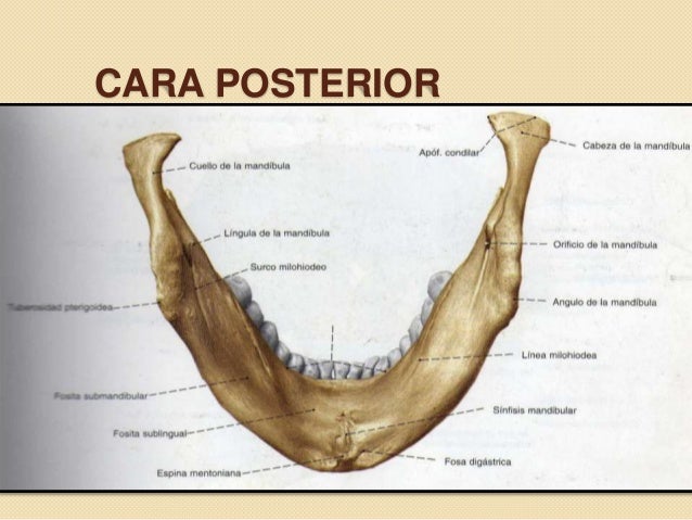 1000+ images about Anatomía de la cara on Pinterest