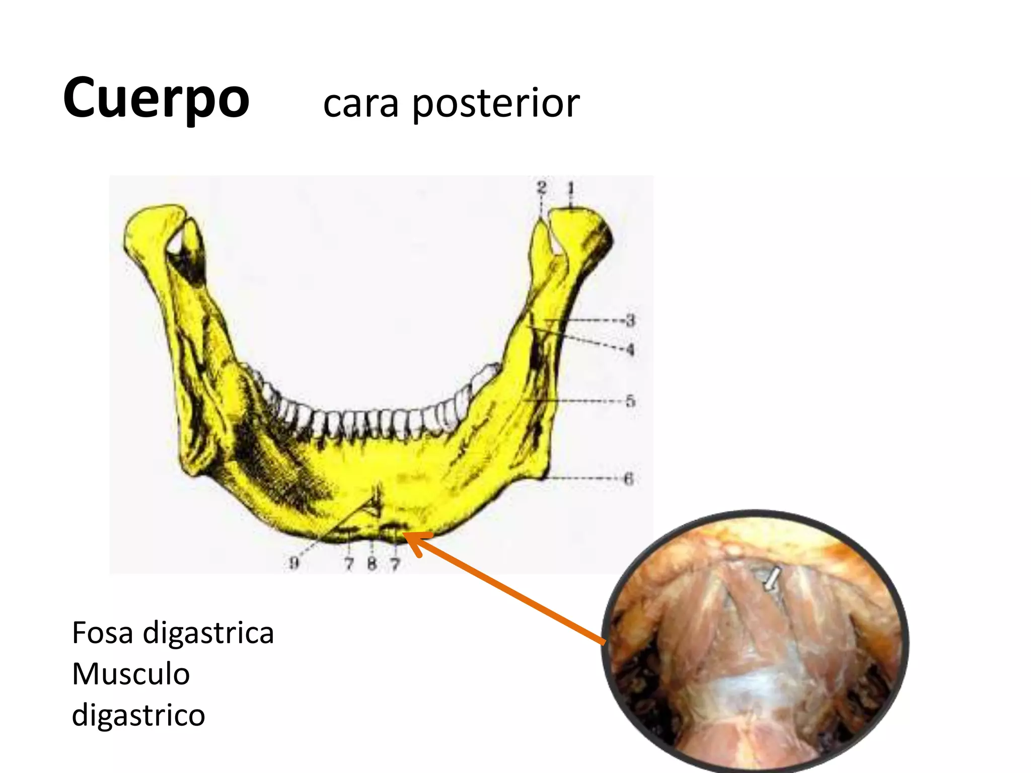 Maxilar inferior | PPTX