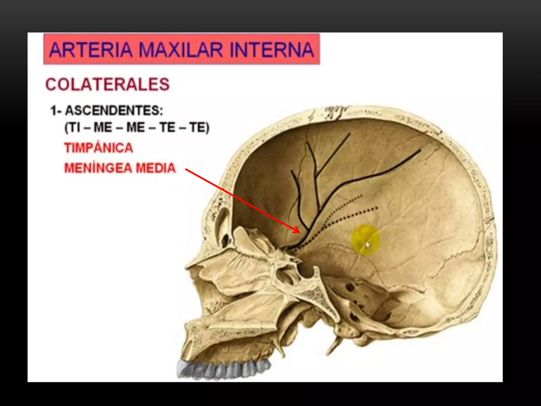 ARTERIA MAXILAR INTERNA | PPTX