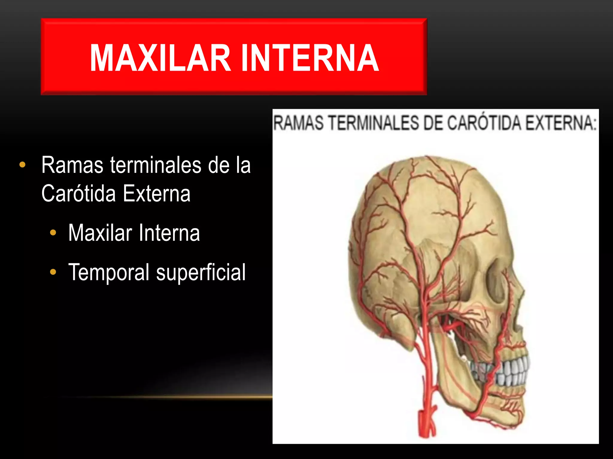 ARTERIA MAXILAR INTERNA | PPTX