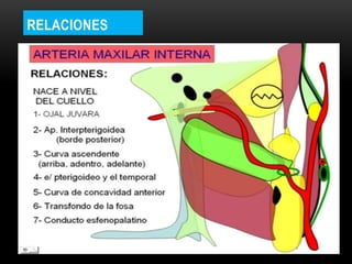 ARTERIA MAXILAR INTERNA | PPTX