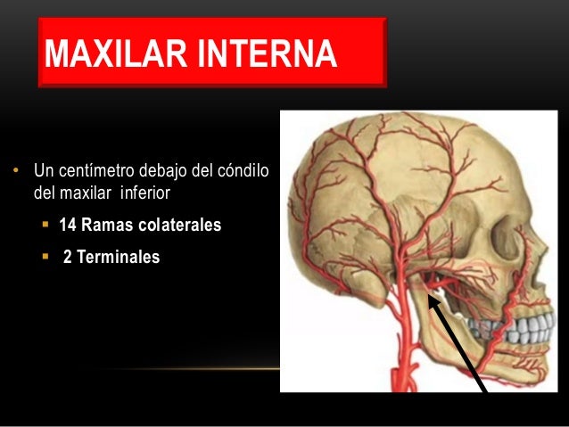 ARTERIA MAXILAR INTERNA
