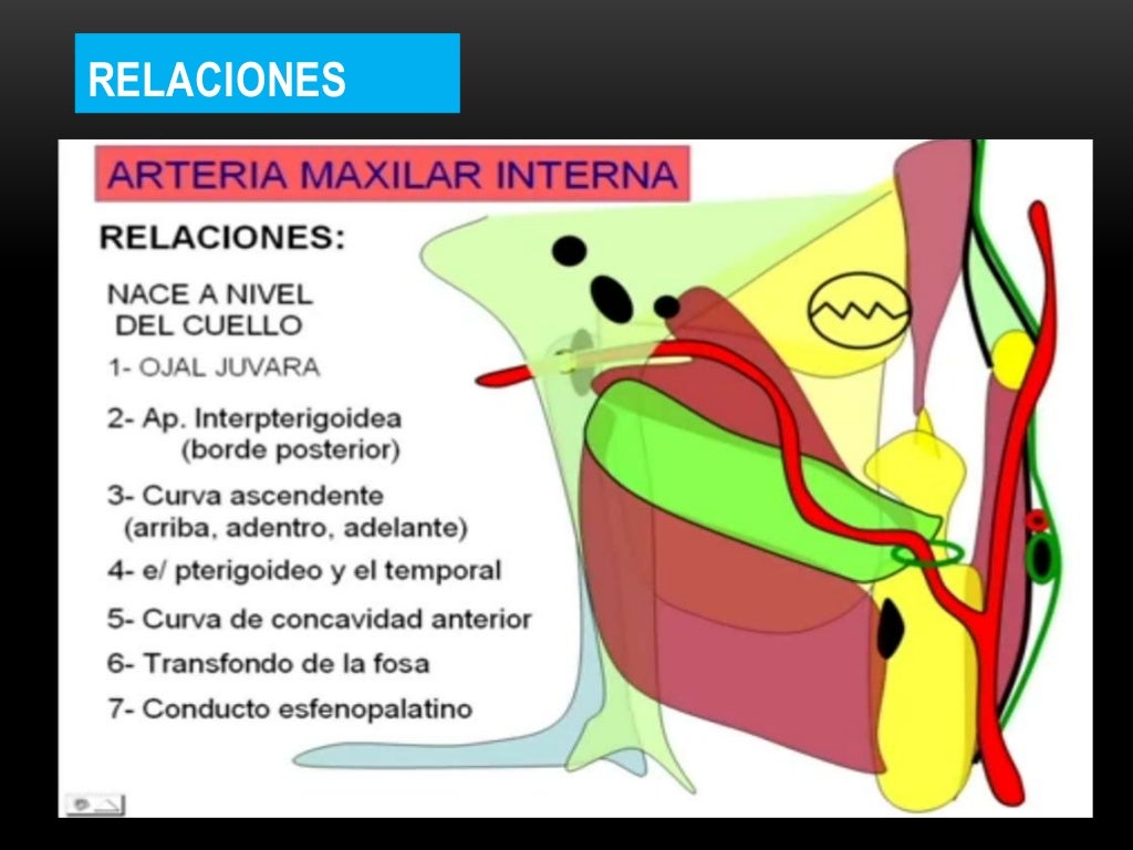 ARTERIA MAXILAR INTERNA