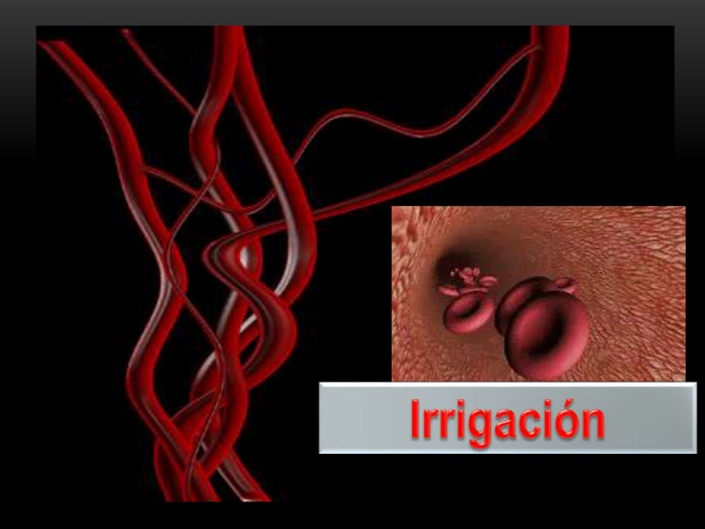 ARTERIA MAXILAR INTERNA