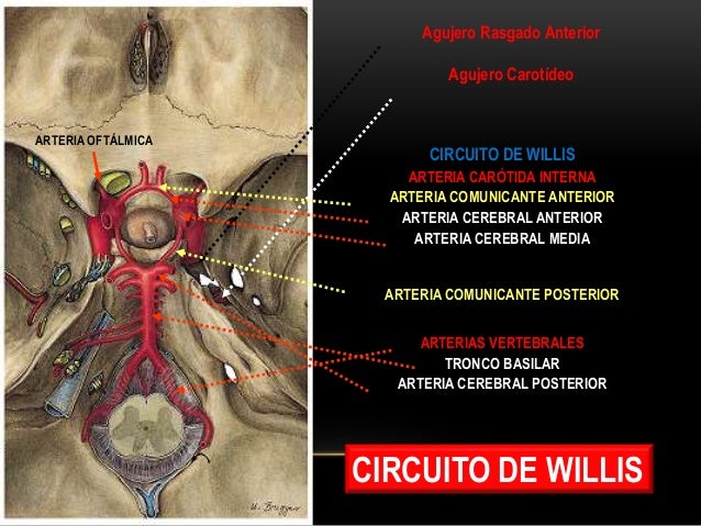 ARTERIA MAXILAR INTERNA