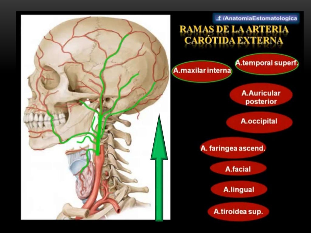 ARTERIA MAXILAR INTERNA