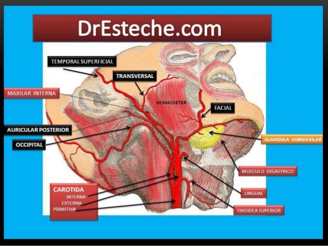 ARTERIA MAXILAR INTERNA