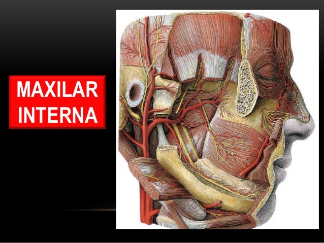 ARTERIA MAXILAR INTERNA