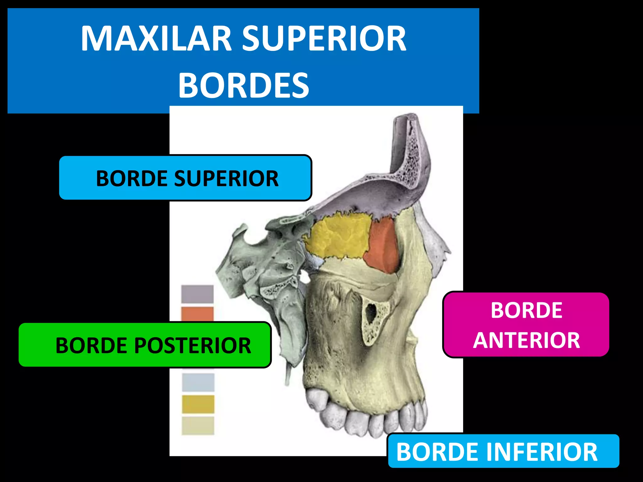 HUESO MAXILAR SUPERIOR | PPTX
