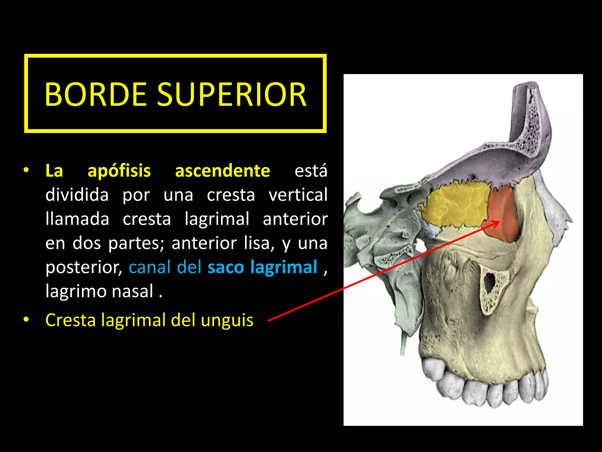HUESO MAXILAR SUPERIOR | PPTX