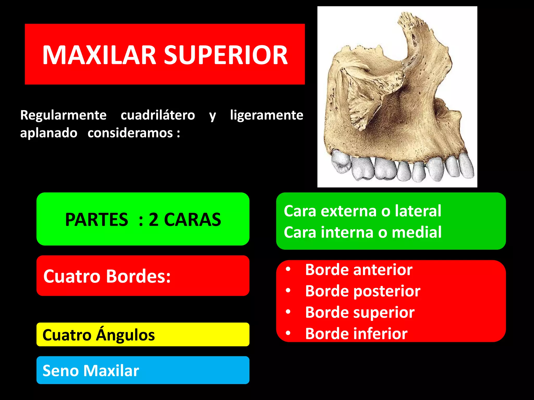 HUESO MAXILAR SUPERIOR