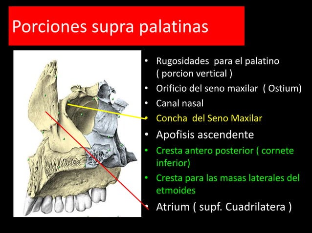 HUESO MAXILAR SUPERIOR | PPTX