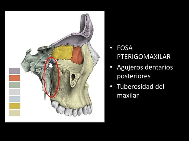 HUESO MAXILAR SUPERIOR | PPTX