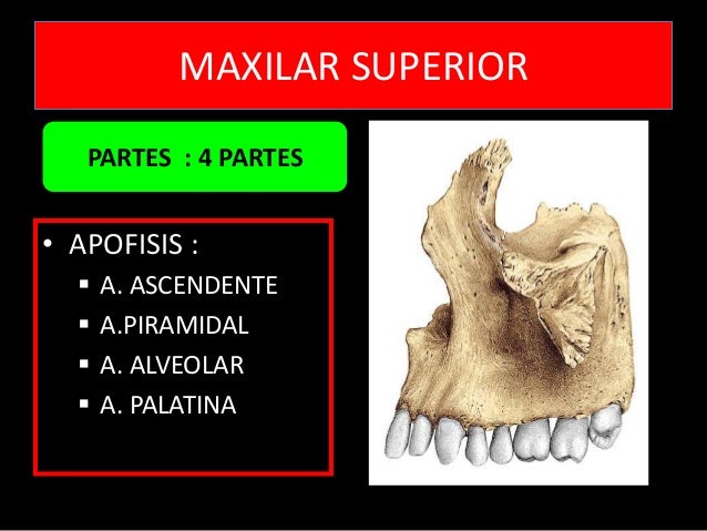 HUESO MAXILAR SUPERIOR