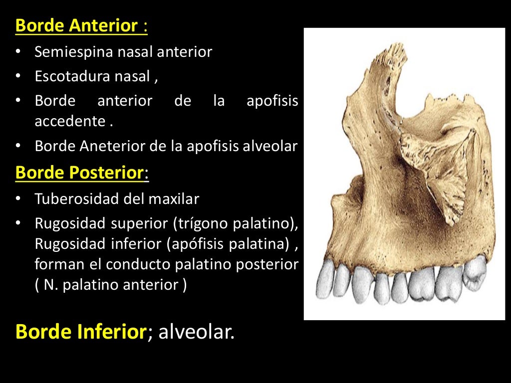 HUESO MAXILAR SUPERIOR