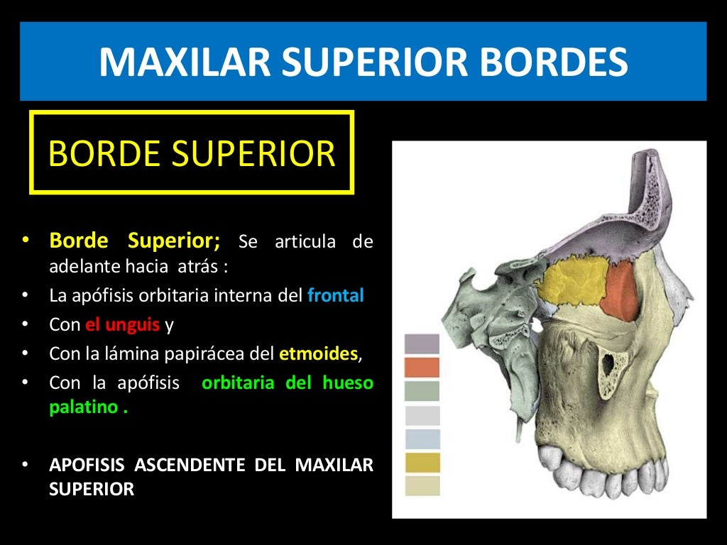 HUESO MAXILAR SUPERIOR