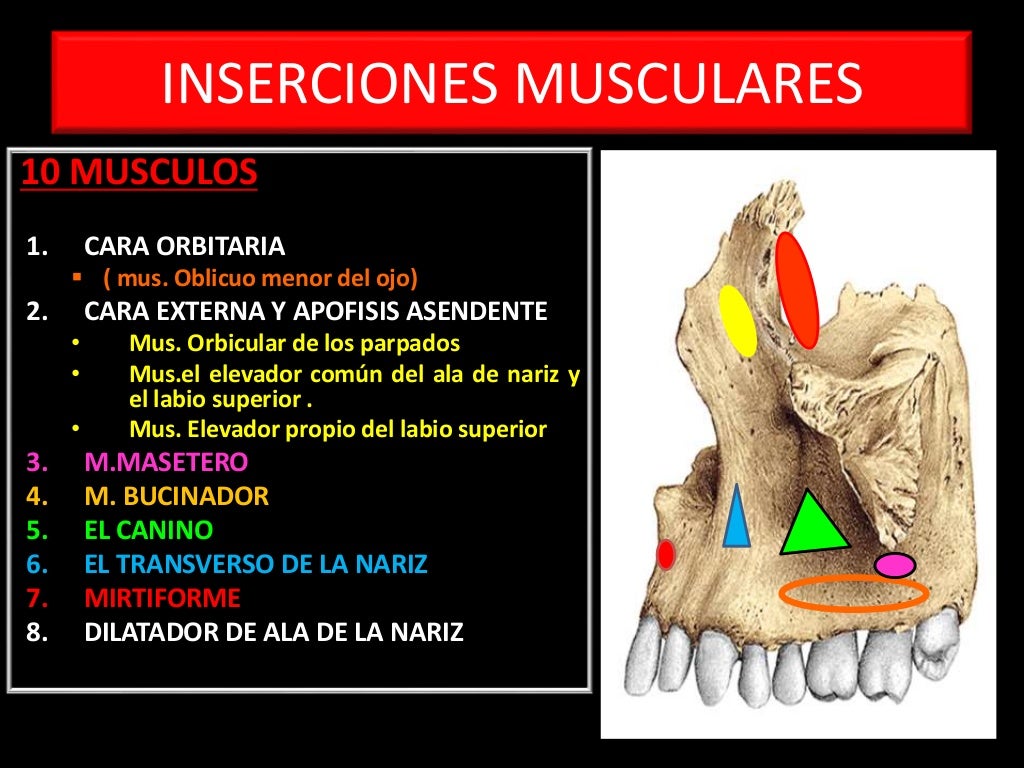 HUESO MAXILAR SUPERIOR