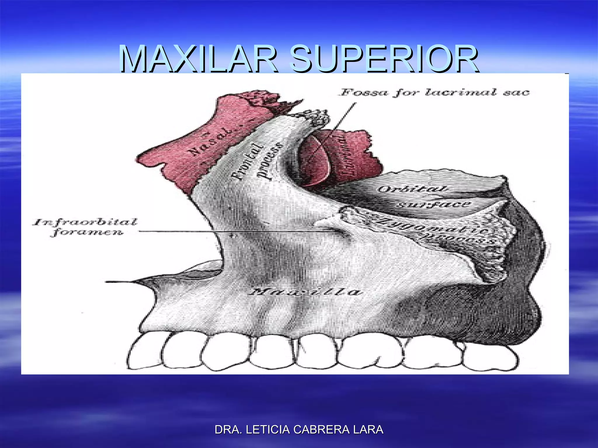 MAXILAR SUPERIOR | PPT