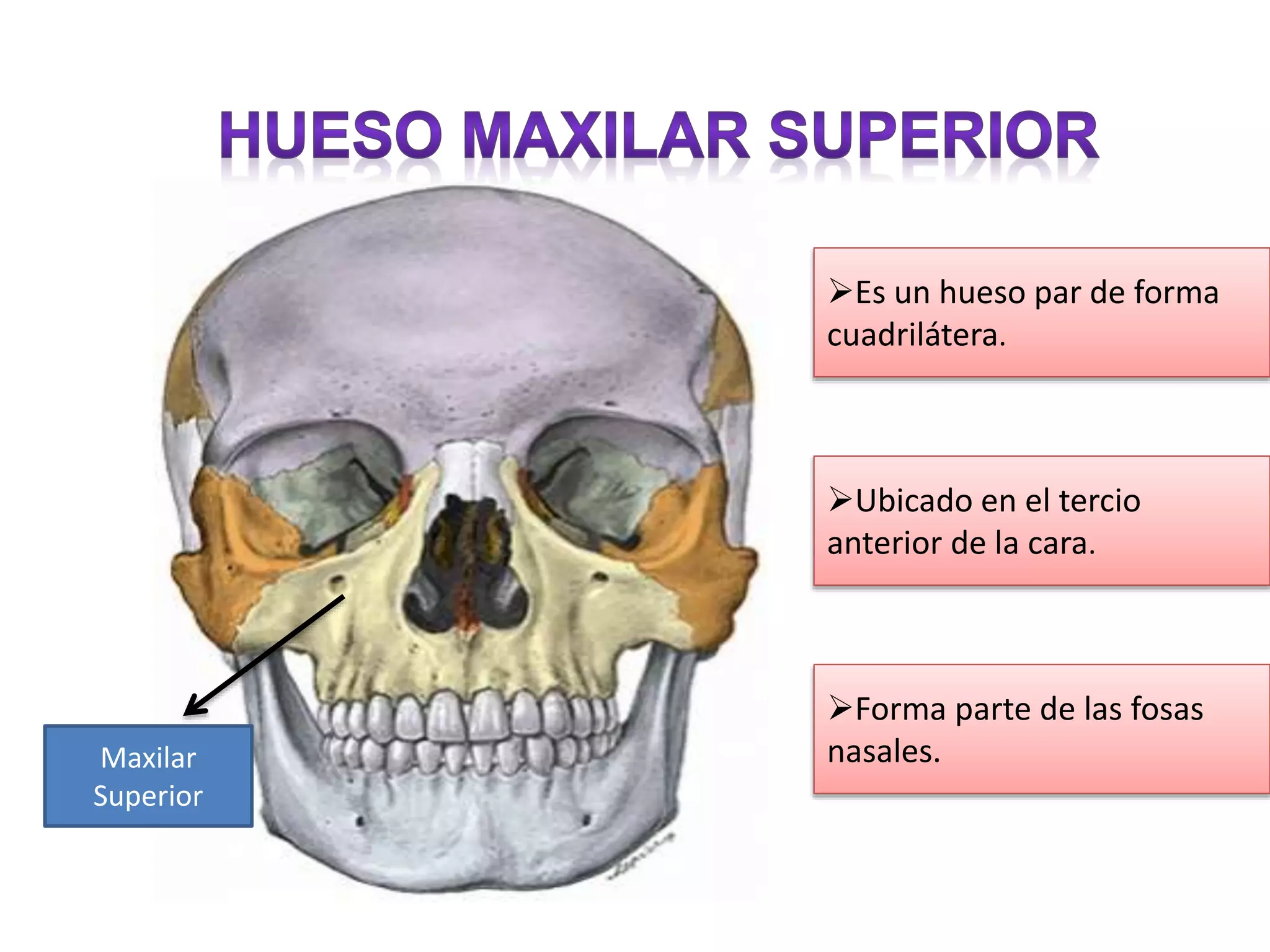 Maxilar superior | PPTX | Bone and Joint Conditions | Diseases and ...