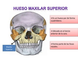 Maxilar Superior: Hueso de la cara que forma parte de las fosas nasales ...
