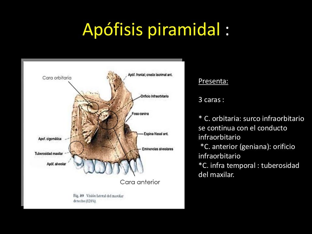 Maxilar superior ( anatomía dental y oclusión)