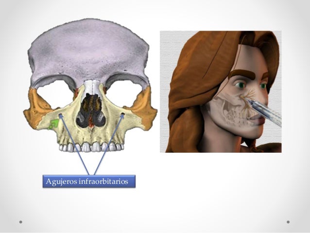 Maxilar superior e inferior