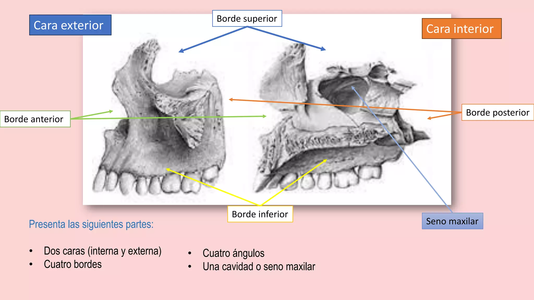 Maxilar Superior pdf.pdf